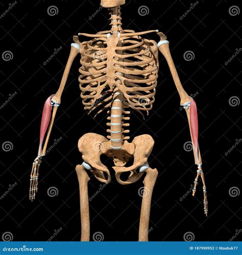 Brachialis And Brachioradialis Muscle Anatomy 3d Medical Illustration