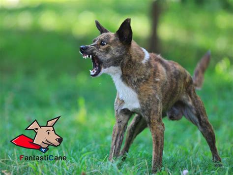 Cane che ringhia perché lo fa e soluzioni Fantasticane
