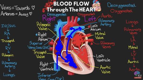 Cardiovascular System The Heart Flashcards Quizlet