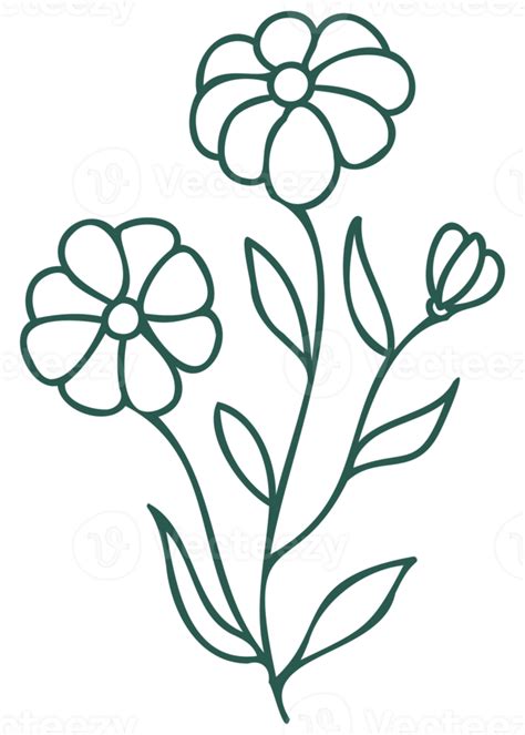 Floral Line Art Linear Botanical Design Element Flower Drawings With