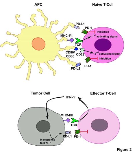 PD 1 PD L1 2 Pathway In The Regulation Of Anti Tumor Immune Response