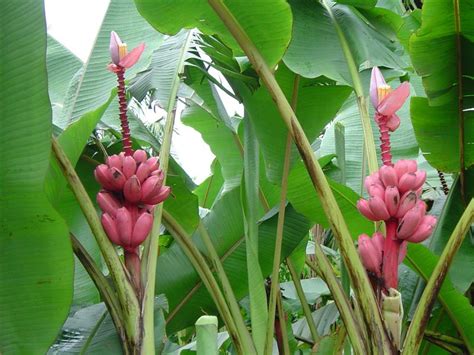 De maracujá roxo a melancia amarela 4 frutas diferentes e coloridas