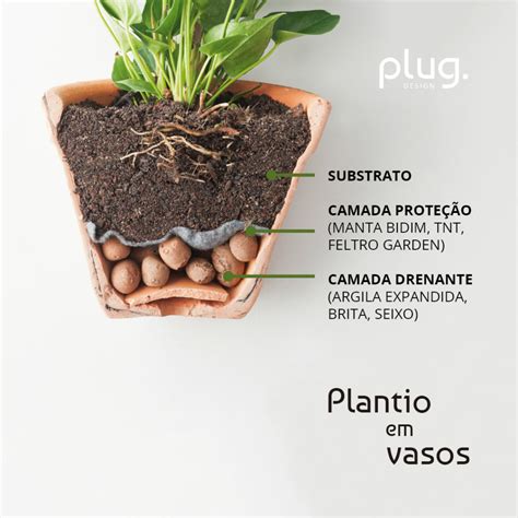 Como Plantar Orquídeas Veja O Passo A Passo TC