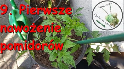 9 Pierwsze nawożenie pomidorów YouTube