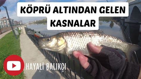 LRF İLE YAKALABIRAK KASNA AVI BU BALIKLAR GÖLGEYİ SEVİYOR