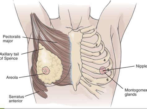 Assessing Breasts And Lymphatic System Flashcards Quizlet