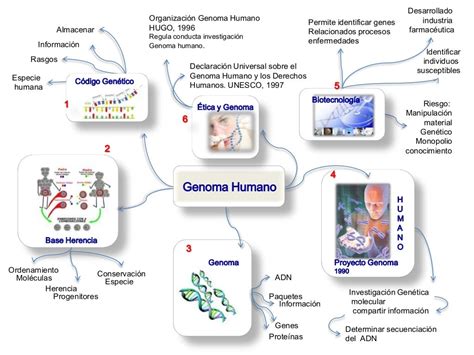 Genoma Humano Mapa Mental Genética y Conducta
