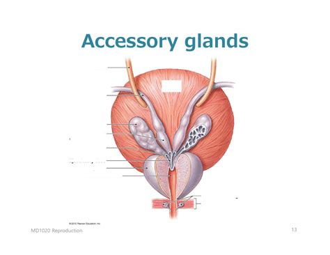 W Accessory Glands Diagram Quizlet