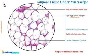 Adipose Tissue Under Microscope With Labeled Diagram Anatomylearner