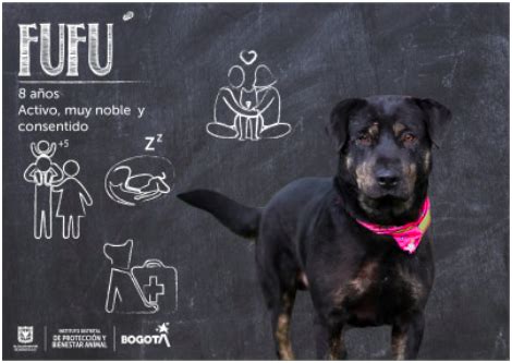 Cómo y dónde adoptar un perro o gato adulto con el Distrito Bogota