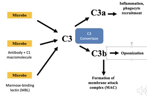 Complement System Flashcards Quizlet