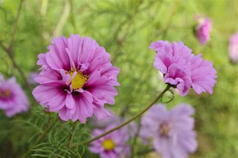 Cosmos Plant Facts Benefits And Maintenance Tips