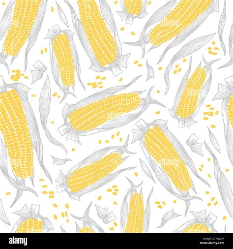 Cultivo de maíz dulce en campo Imágenes vectoriales de stock Alamy