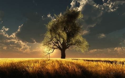 Sunlight Trees Landscape Sunset Nature Grass Sky Field
