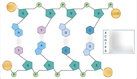 Structure Of Dna Diagram Quizlet