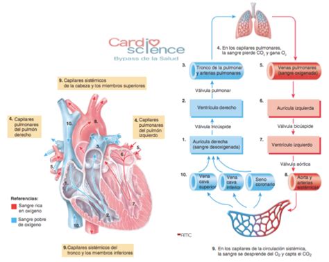 IMG 2 1 Sistemas de Circulación Pulmonar y sistémica Cardio Science
