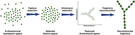 single cell rna seq trajectory analysis review bioturing s blog