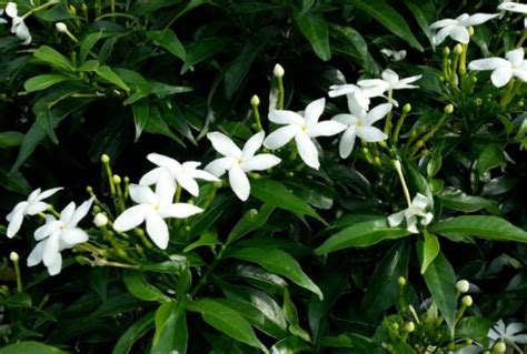 30 plantas de exterior fáciles de cuidar Lista y cuidados