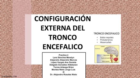 Practic Configuracion Externa Del Tronco Del Encefalo Configuraci N