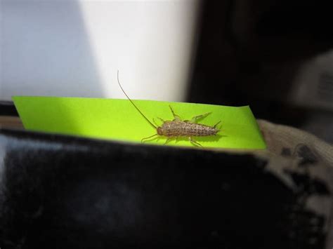 Insectes D Humidite Dans La Maison Ventana Blog