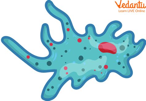 Amoeba Cell Model