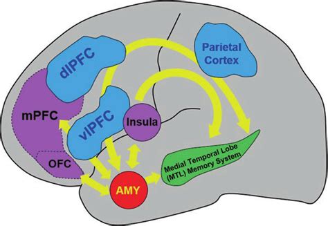 6 diagram summarizing the neural correlates of the memory enhancing download scientific diagram