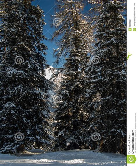 Arbres De Milou Devant Le Panorama Majestueux Photo Stock Image Du