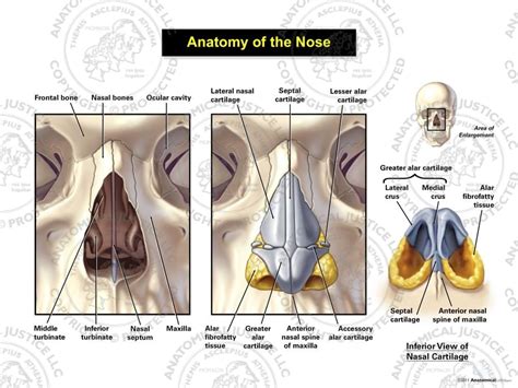 Anatomy Of The Nose