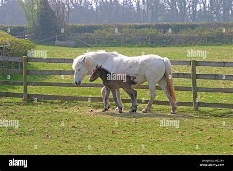 Maman et poulain Banque de photographies et dimages à haute résolution