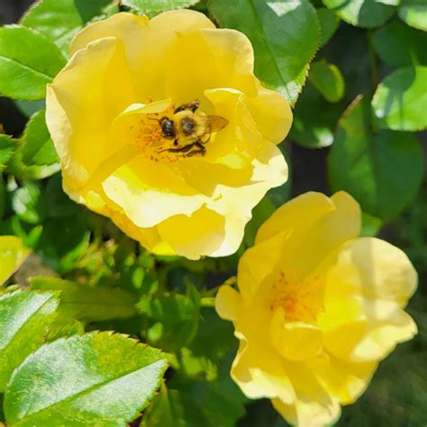 Duet Rose Dewar Nurseries