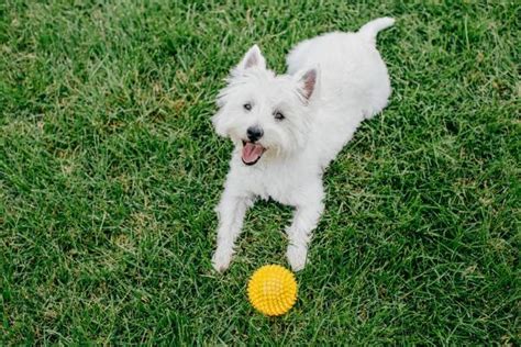 Races De Chien Qui Aiment Les Enfants