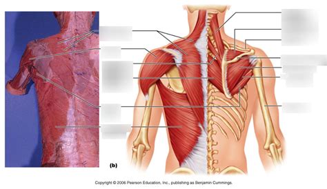 Muscles Of The Anterior And Posterior Thorax And Shoulder Diagram Quizlet