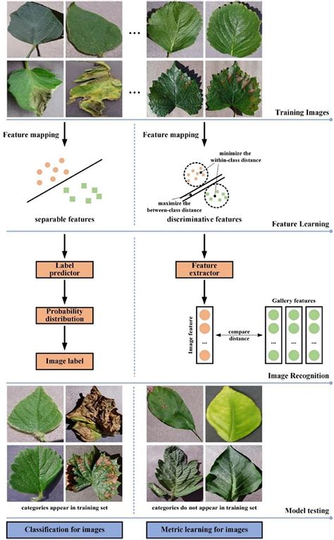 frontiers leaf disease image retrieval with object detection and deep metric learning