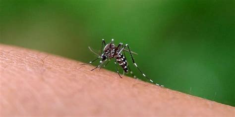 Brasil ultrapassa meio milhão de casos prováveis de dengue DIÁRIO PB