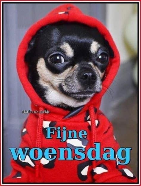 Pin Van Annelies Monsma Bruggers Op Goedemorgen Woensdag Goedemorgen