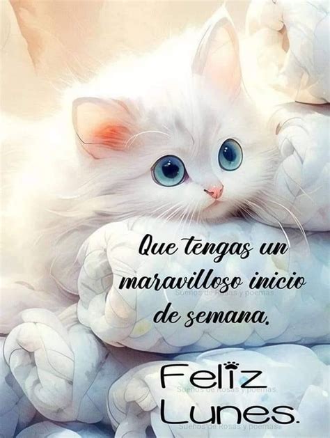 A White Cat With Blue Eyes Laying On Top Of Pillows And The Caption