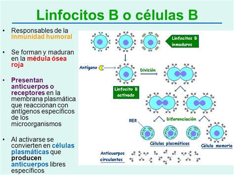 Inmunoligia Linfocitos B Equipo