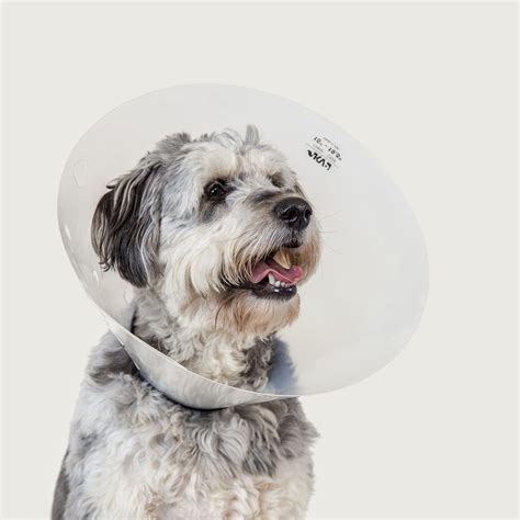 Collerette vétérinaire pour chiens Check KVP EU Ltd transparente