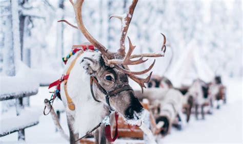Le Charme Intemporel Des Renne Du Père Noël Un Aperçu De 2024