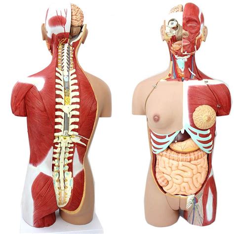 Buy Educational Model 85CM Human Torso Body Model Anatomy Anatomical