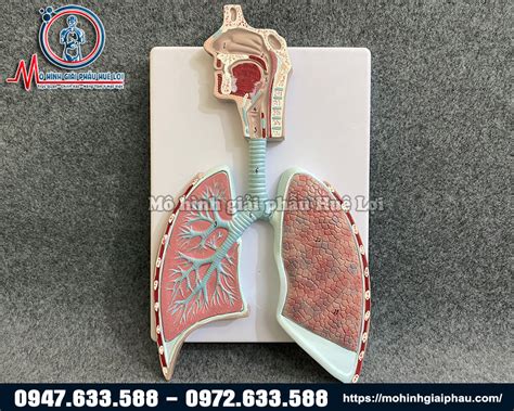 Tổng hợp với hơn 78 về mô hình giải phẫu hệ hô hấp hay nhất coedo vn
