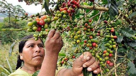 USDA Producción Mundial de café alcanzaría los 175 4 millones de sacos