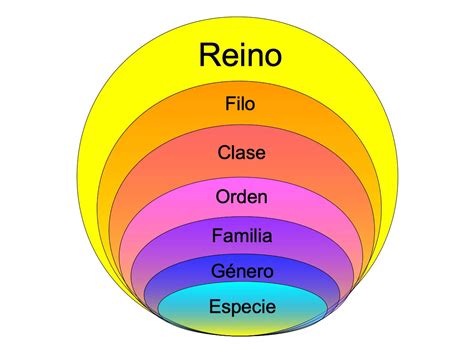 Clasificacion De Los Seres Vivo Mindmap Eksempel Porn Sex Picture 61230