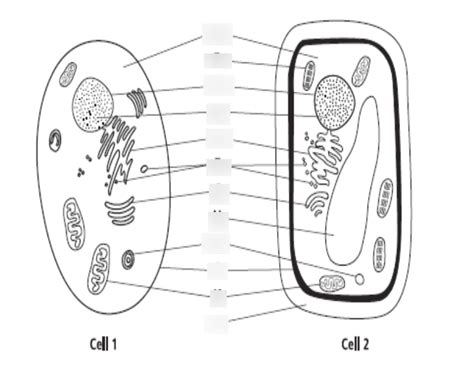 Viruses Cells And Cell Organelles Diagram Quizlet