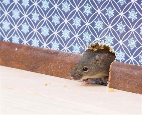 Conseils Pour Exterminer Les Souris Dans Les Murs Central Extermination