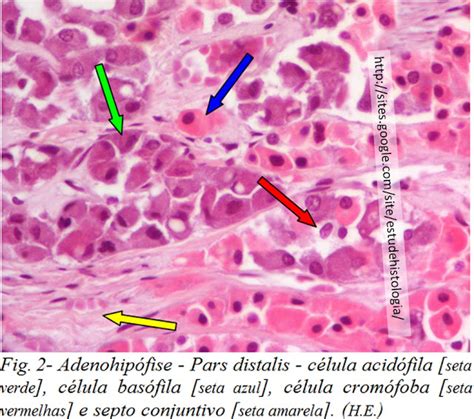 HISTOLOGIA Glândulas Endócrinas