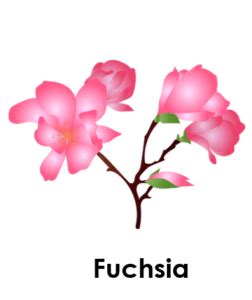 5 Summer Flower Names With Pictures EngDic