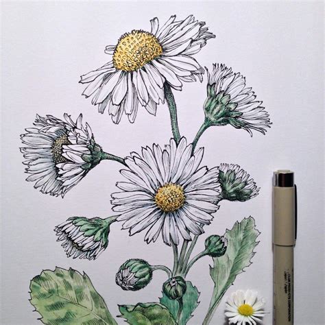 Margaritas Flower Drawing Drawings Botanical Art