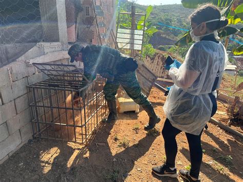 Polícia fecha rinha de galos e mais de 20 pessoas são presas em Santana
