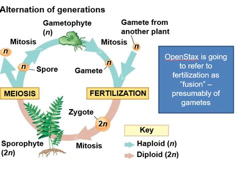 Chapter Seedless Plants Diagram Quizlet